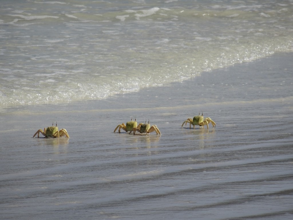 OMAN - Ras Markaz beach, a stretch of white sand near Duqm you cannot ...