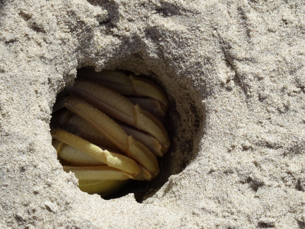 OMAN - Ras Markaz beach, a stretch of white sand near Duqm you cannot ...
