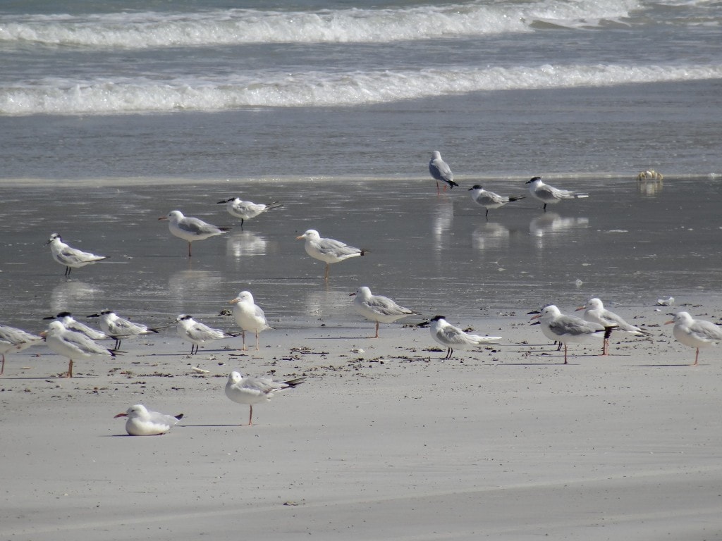 OMAN - Ras Markaz beach, a stretch of white sand near Duqm you cannot ...