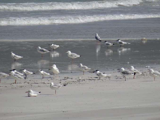 OMAN - Ras Markaz beach, a stretch of white sand near Duqm you cannot ...