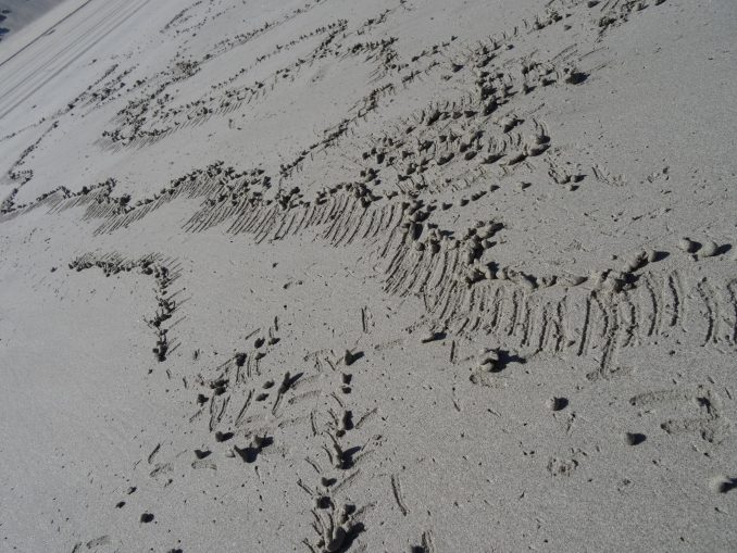 OMAN - Ras Markaz beach, a stretch of white sand near Duqm you cannot ...