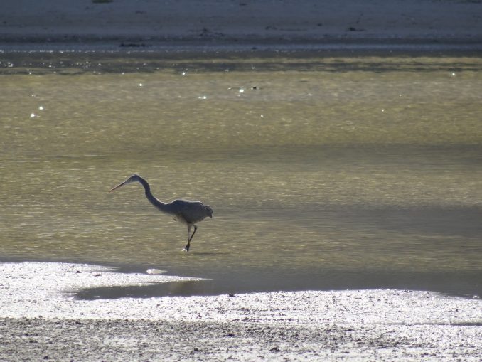 OMAN - Ras Markaz beach, a stretch of white sand near Duqm you cannot ...