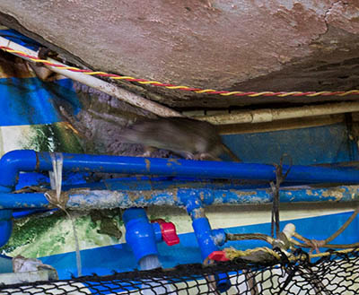 CHINA - A day on West Island & dinner at the local Sanya fish market ...