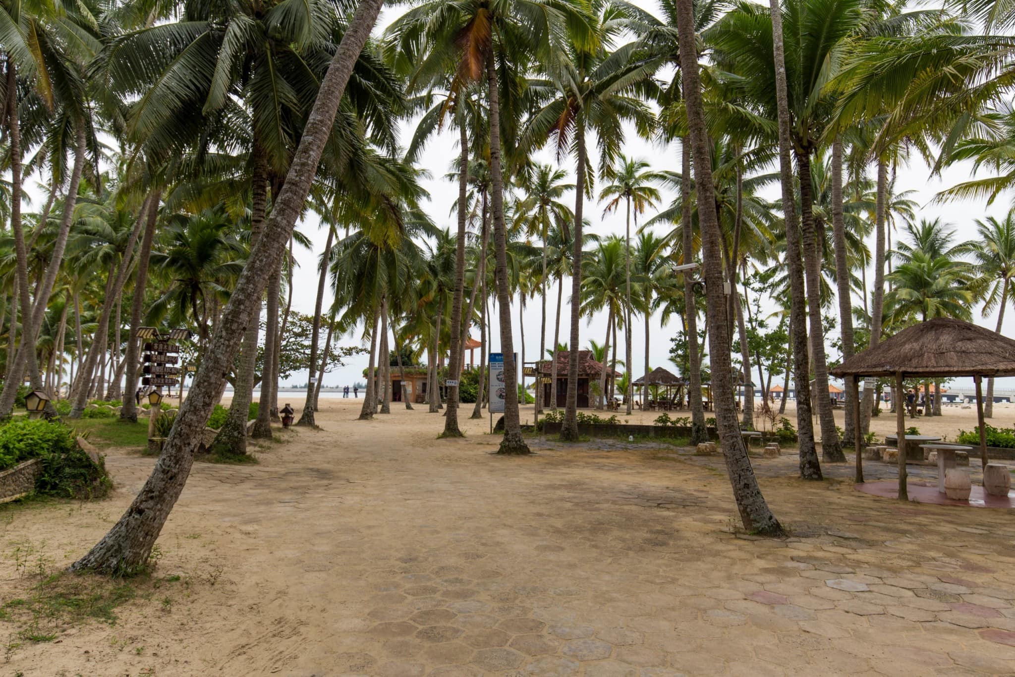 CHINA - The Hainan coconut plantation & mangroves as a day trip from ...