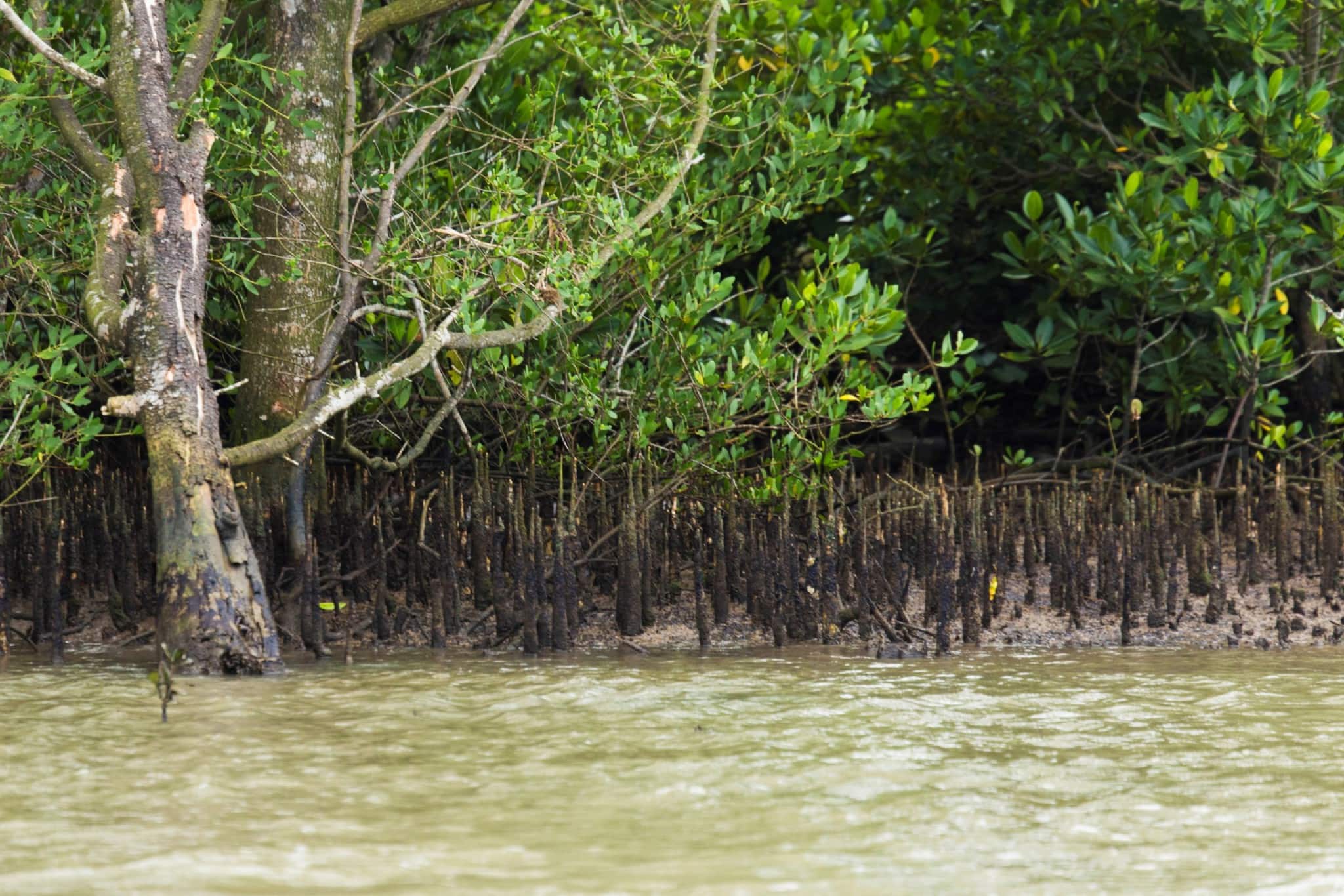 CHINA - The Hainan coconut plantation & mangroves as a day trip from ...
