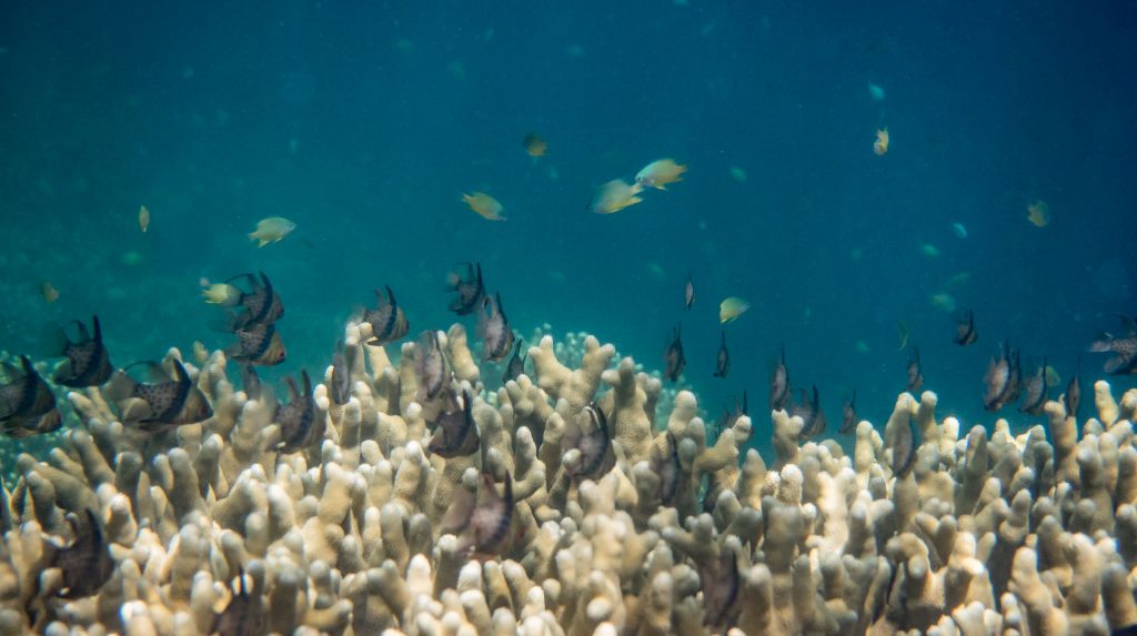 PACIFIC - Ultimate 14 days Pacific island hopping itinerary: Palau, Yap ...