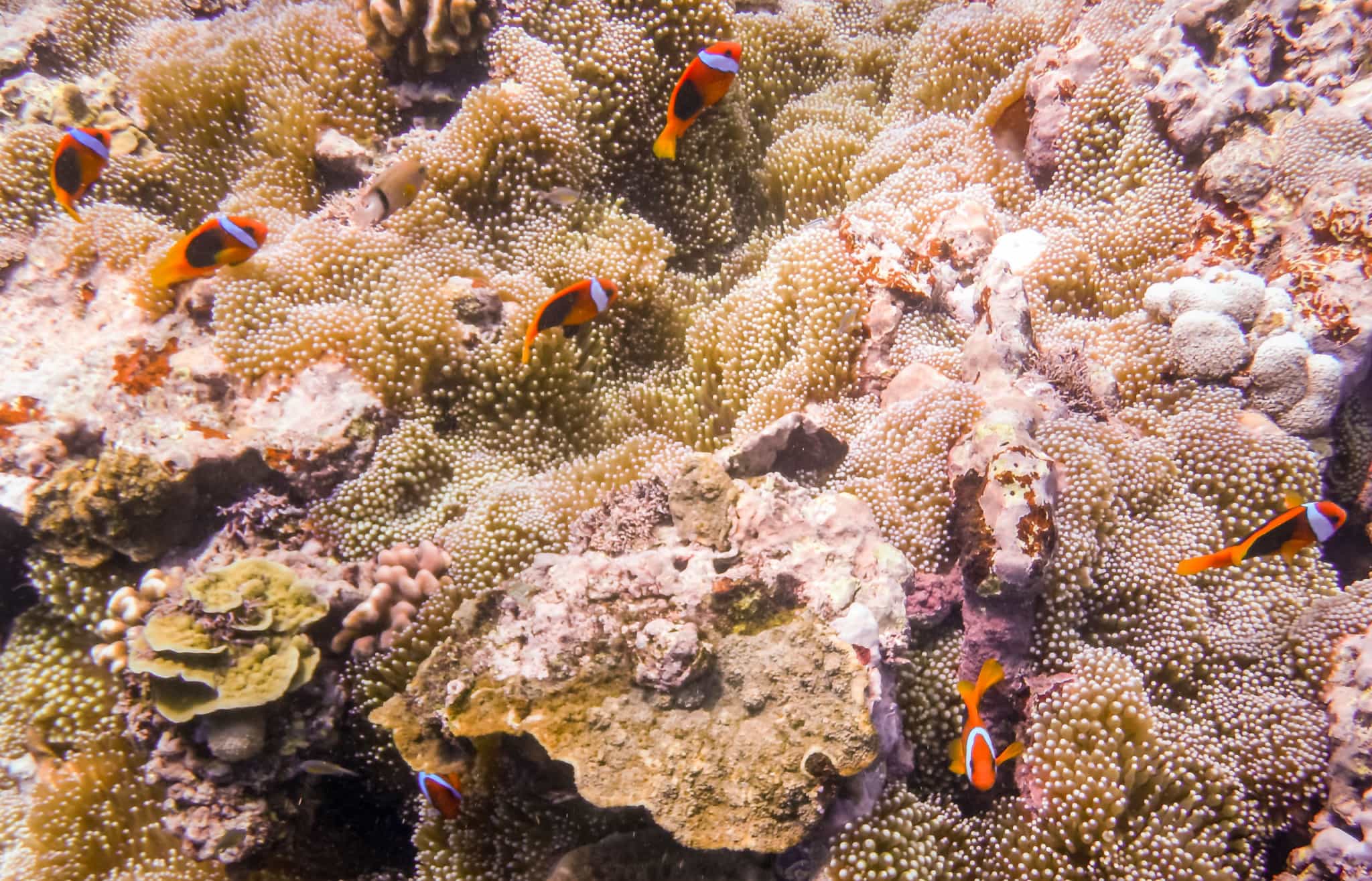 VANUATU - 7 days in Vanuatu itinerary: travel guide, tips & inspiration ...