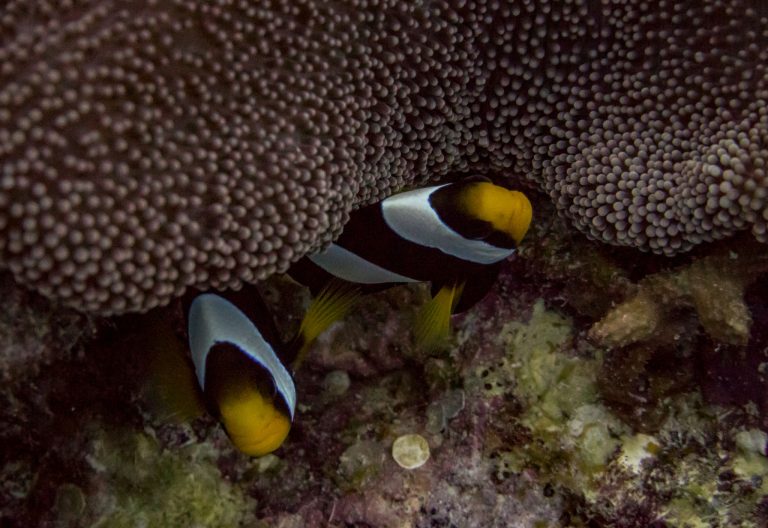 SOLOMON ISLANDS - World class diving with Dive Munda & an Agnes Gateway ...