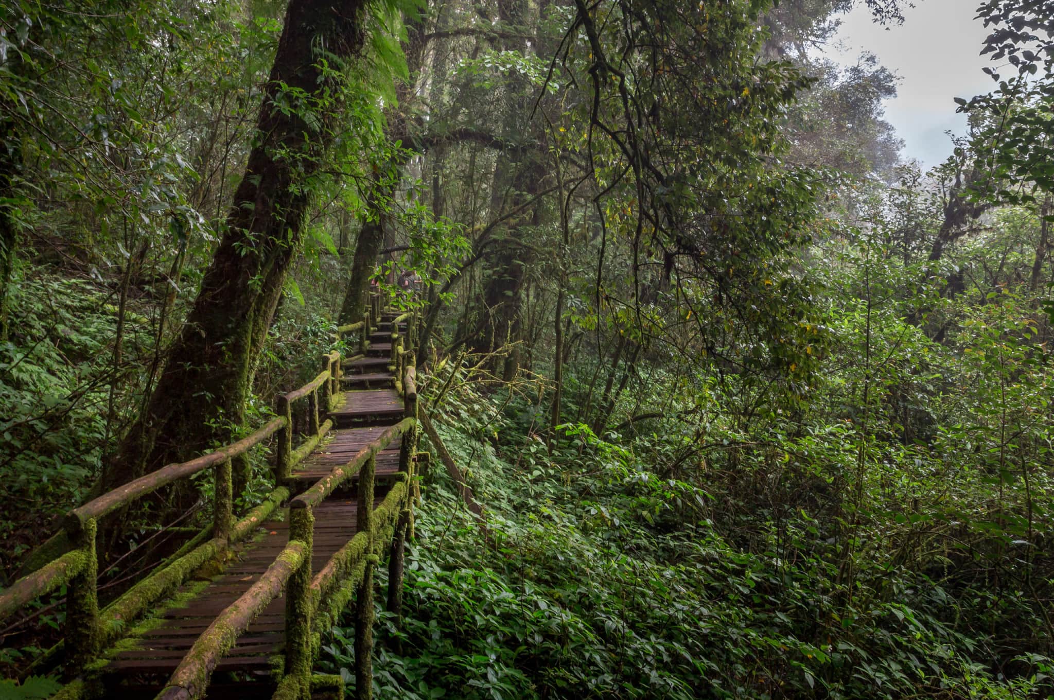 THAILAND - Doi Inthanon National Park day trip from Chiang Mai – Chris ...