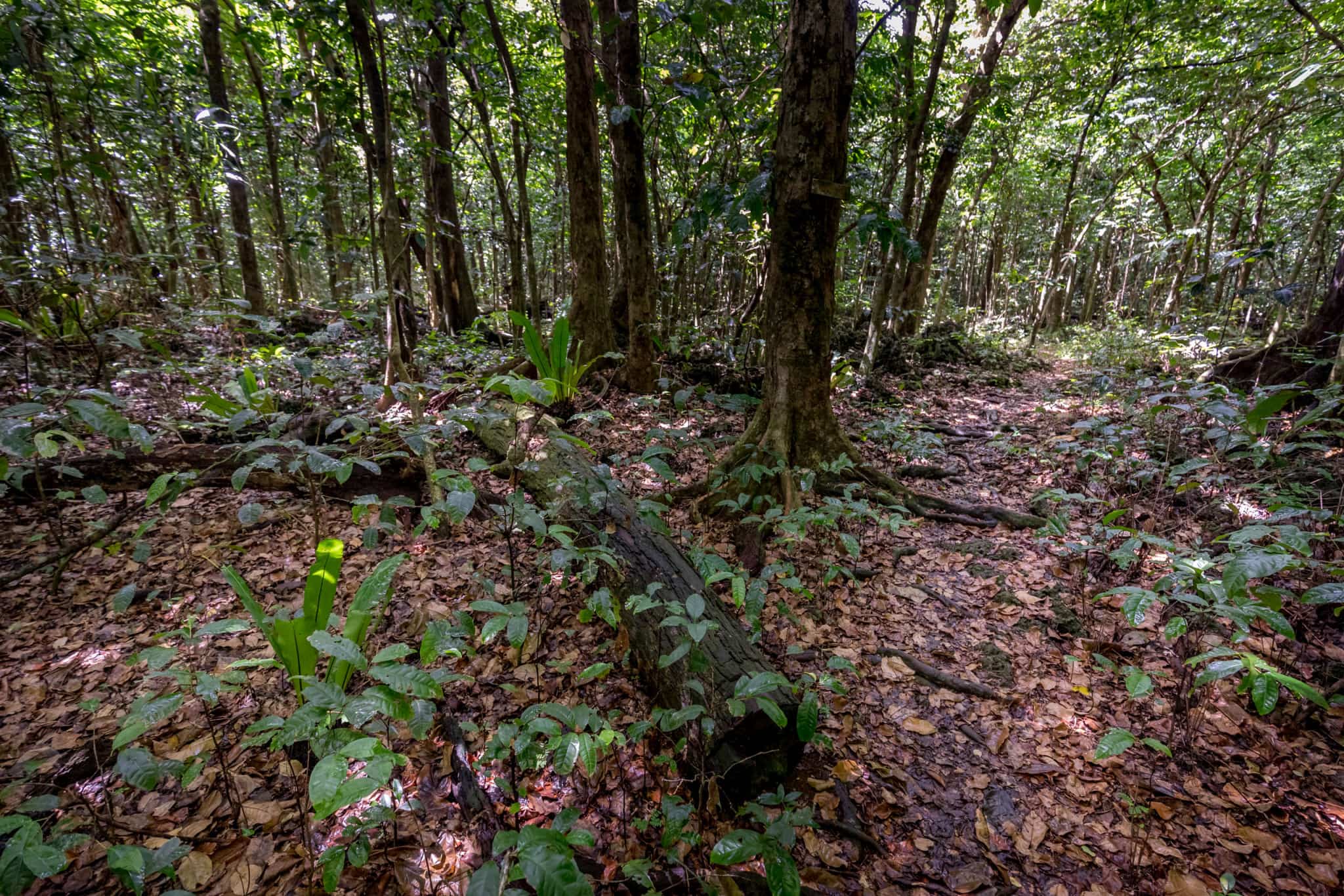 NIUE - The perfect Niue itinerary for 5 days / 1 week on the Rock ...