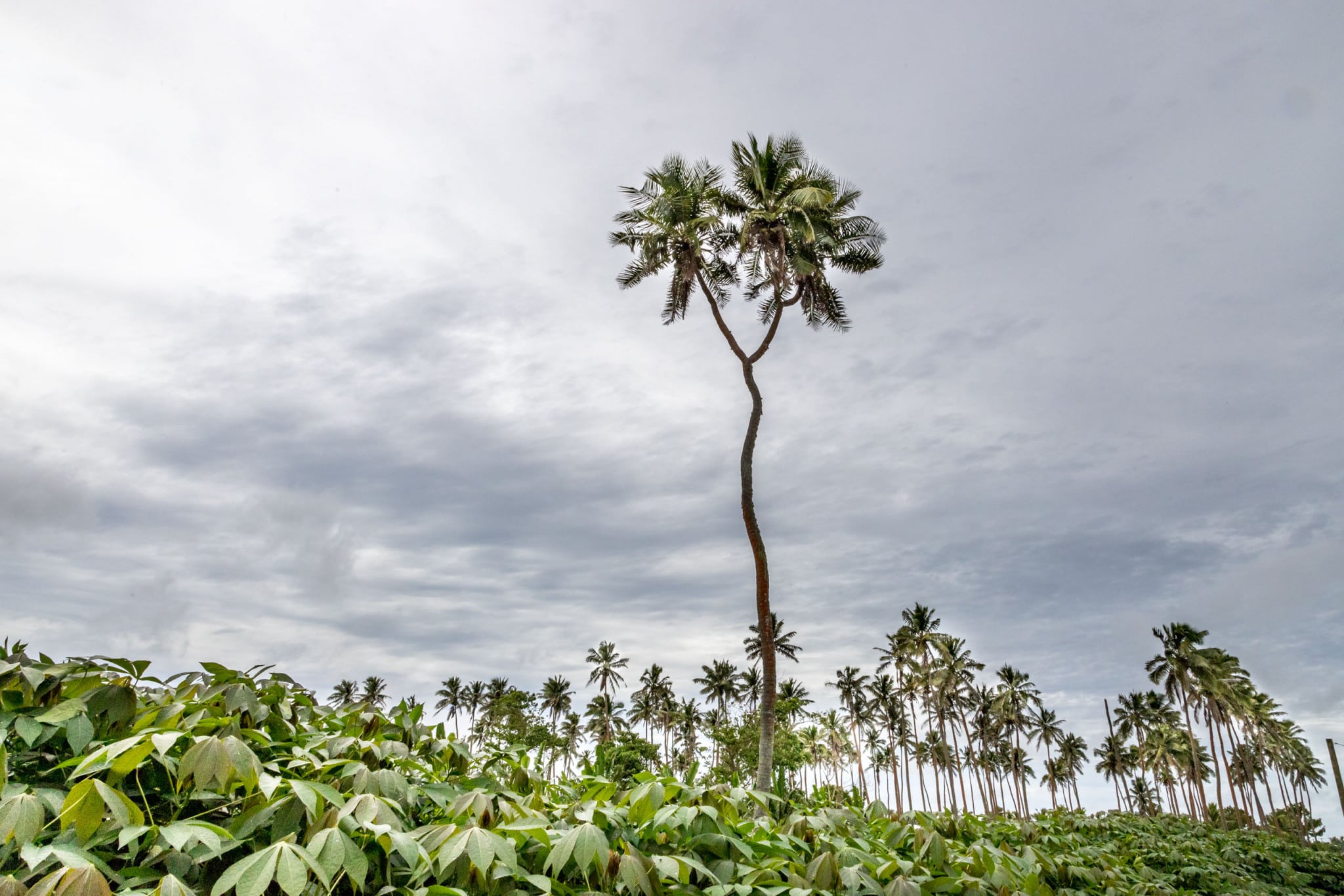 TONGA - Sample 1-week Tonga itinerary: culture & beaches & island ...