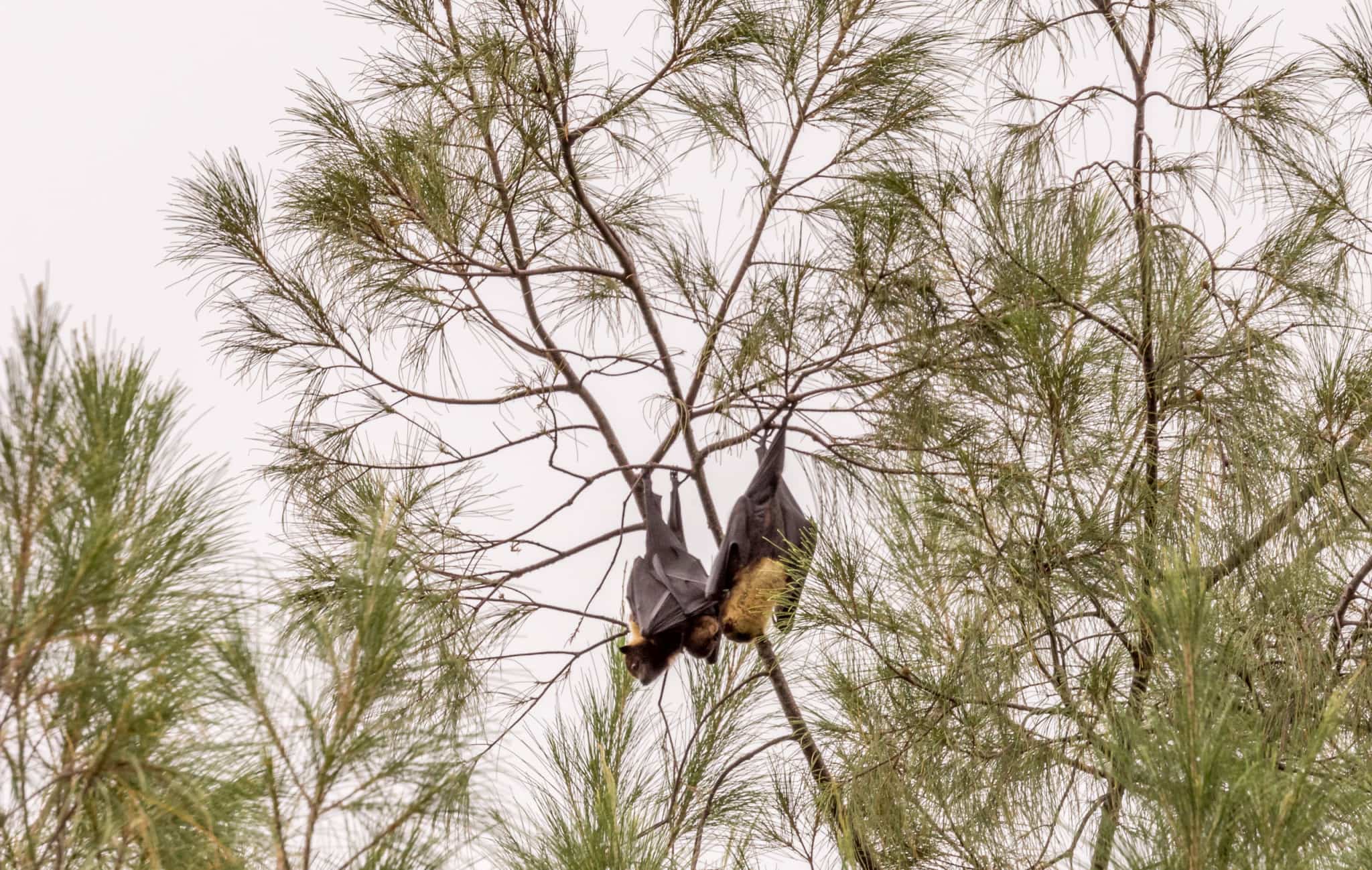 TONGA - Sample 1-week Tonga itinerary: culture & beaches & island ...