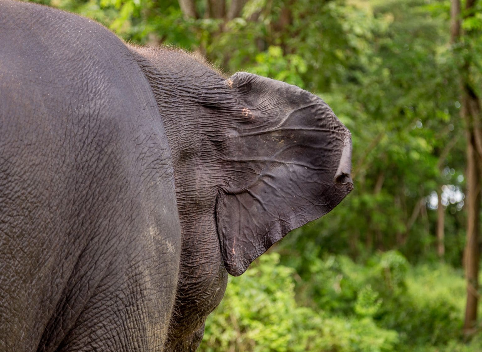 THAILAND - Chiang Rai Elephant Valley camp; a TRUE animal friendly ...