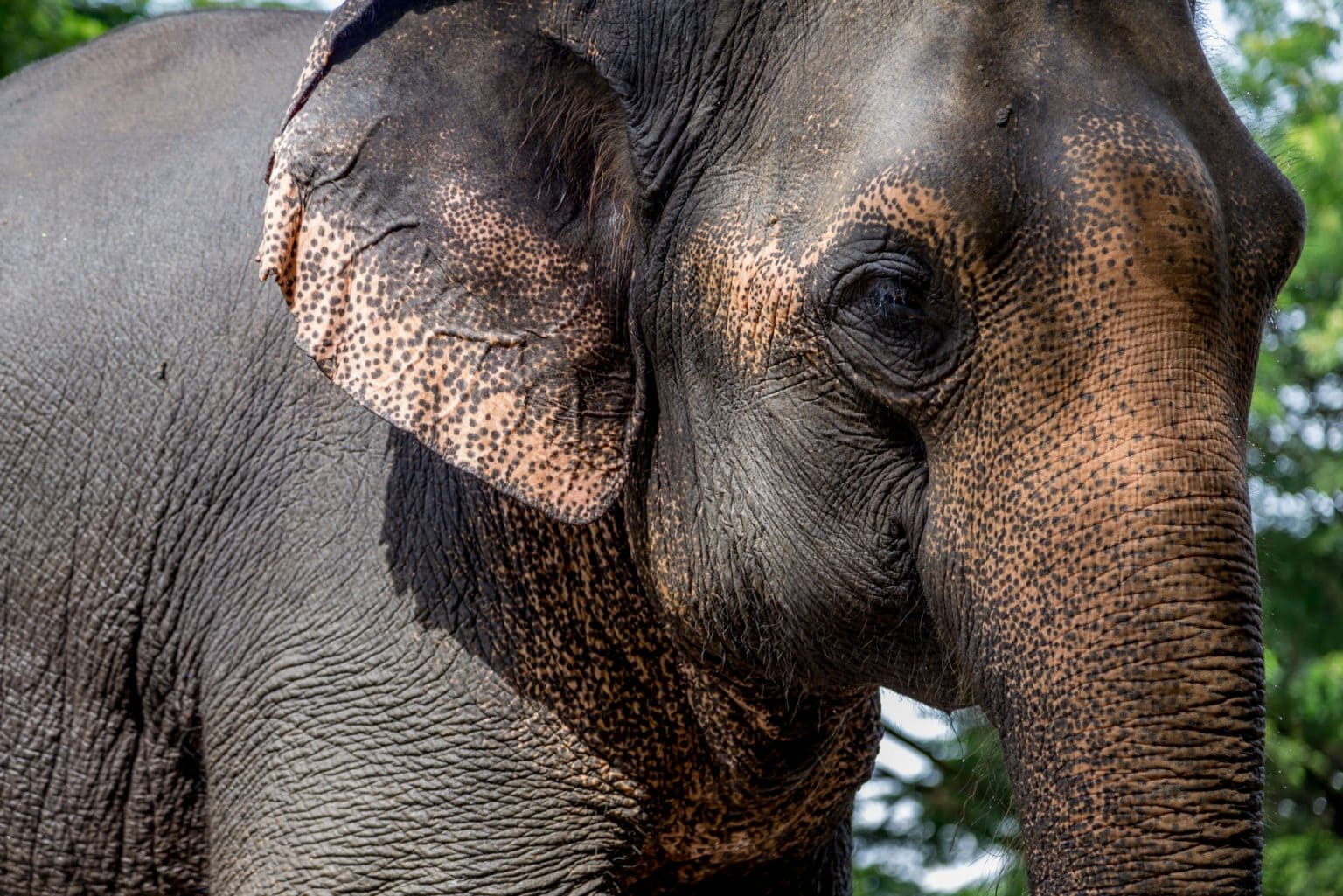 THAILAND - Chiang Rai Elephant Valley camp; a TRUE animal friendly ...