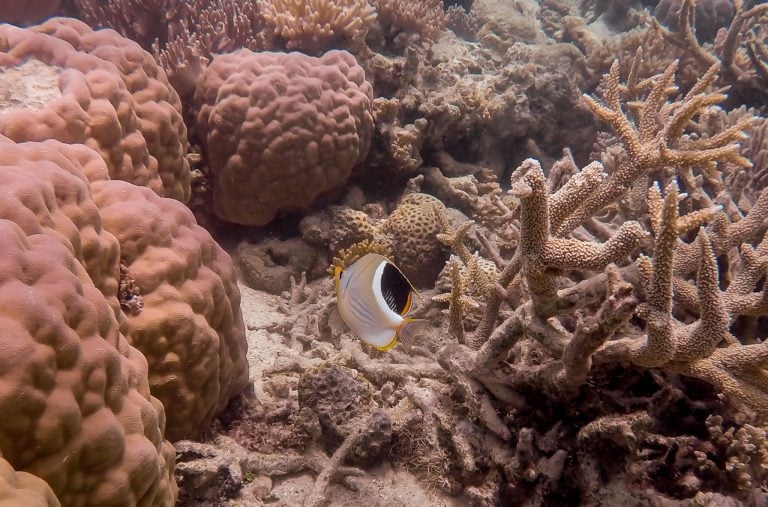 MICRONESIA FSM – Diving & snorkeling on Yap and swimming with sharks ...