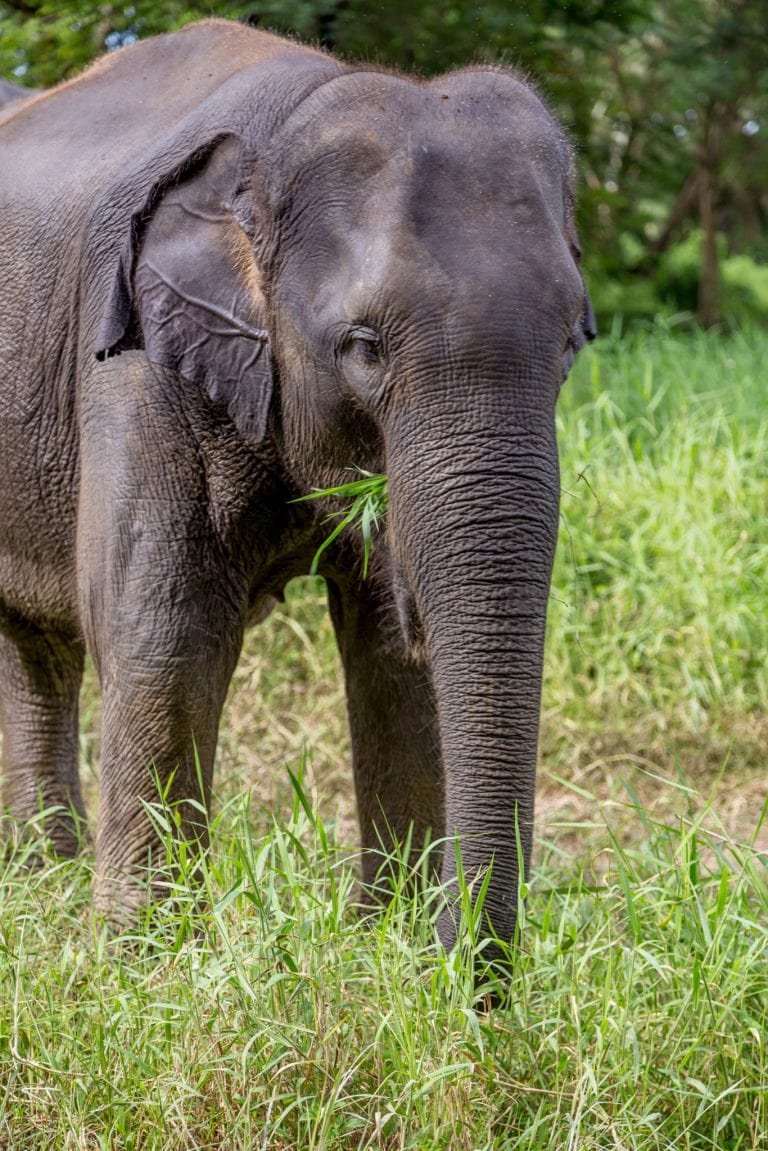 THAILAND - Chiang Rai Elephant Valley camp; a TRUE animal friendly ...