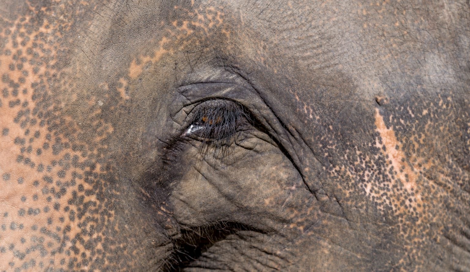 THAILAND - Chiang Rai Elephant Valley camp; a TRUE animal friendly ...