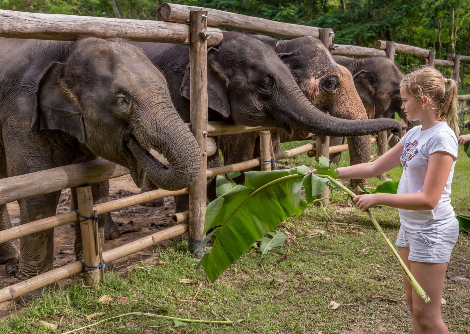 THAILAND - Chiang Rai Elephant Valley camp; a TRUE animal friendly ...