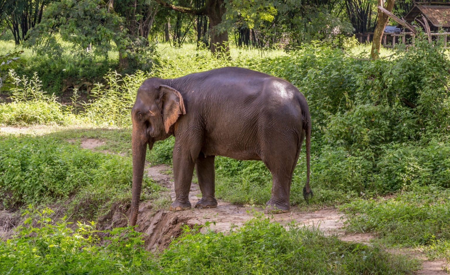 THAILAND - Chiang Rai Elephant Valley camp; a TRUE animal friendly ...