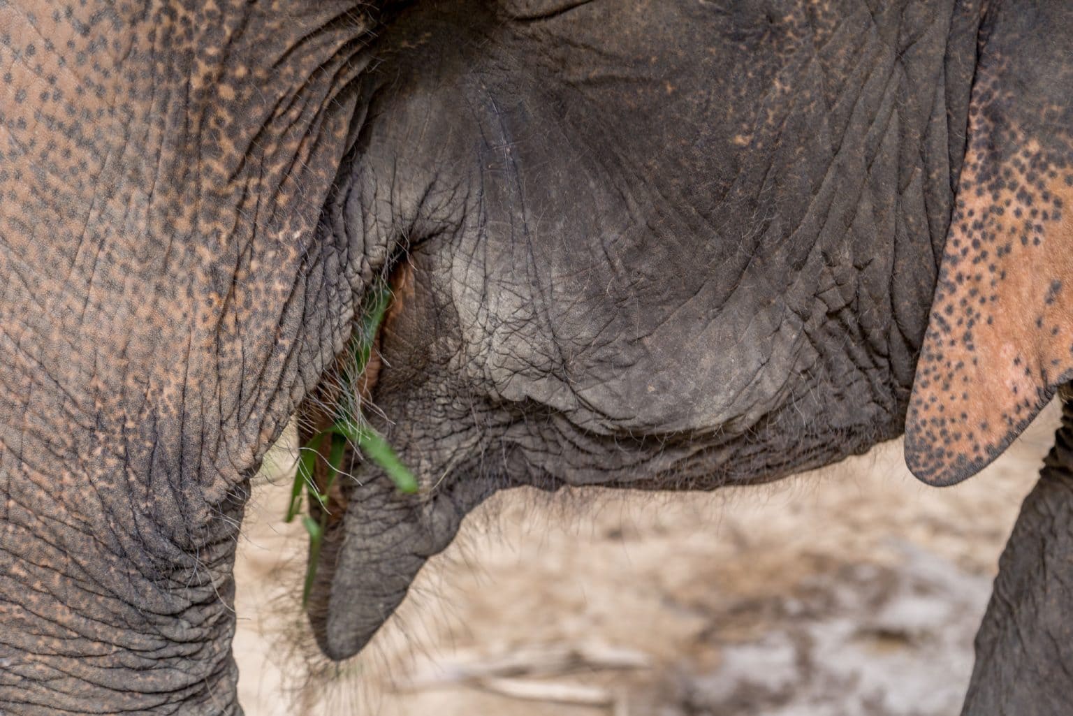 THAILAND - Chiang Rai Elephant Valley camp; a TRUE animal friendly ...