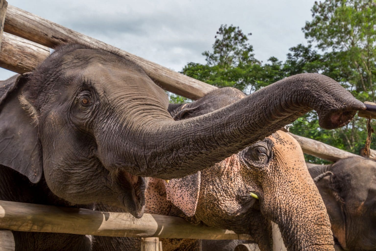 THAILAND - Chiang Rai Elephant Valley camp; a TRUE animal friendly ...