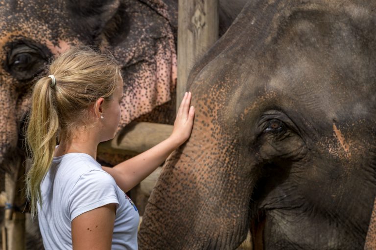 THAILAND - Chiang Rai Elephant Valley camp; a TRUE animal friendly ...