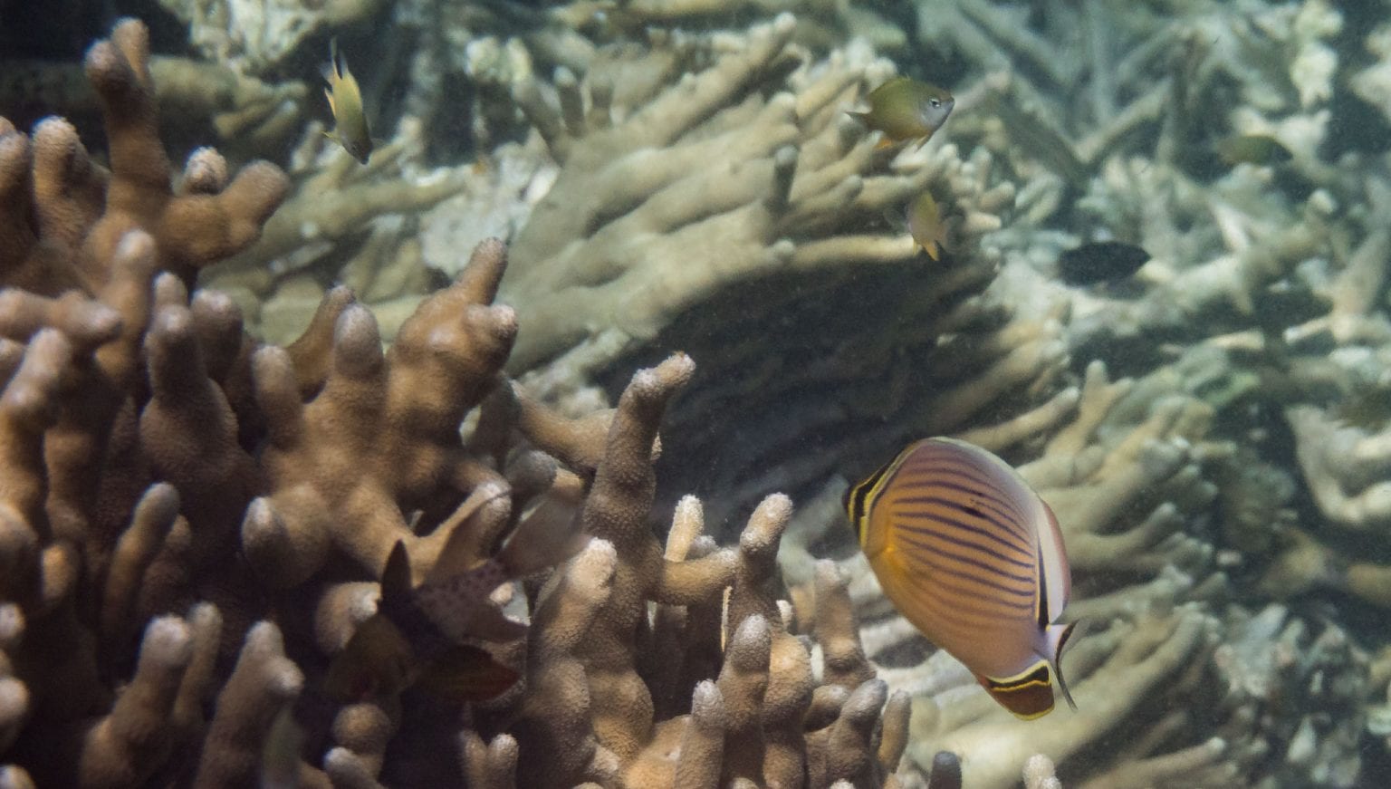 PALAU - Exploring Palau's Rock Islands by kayak & snorkeling in a ...