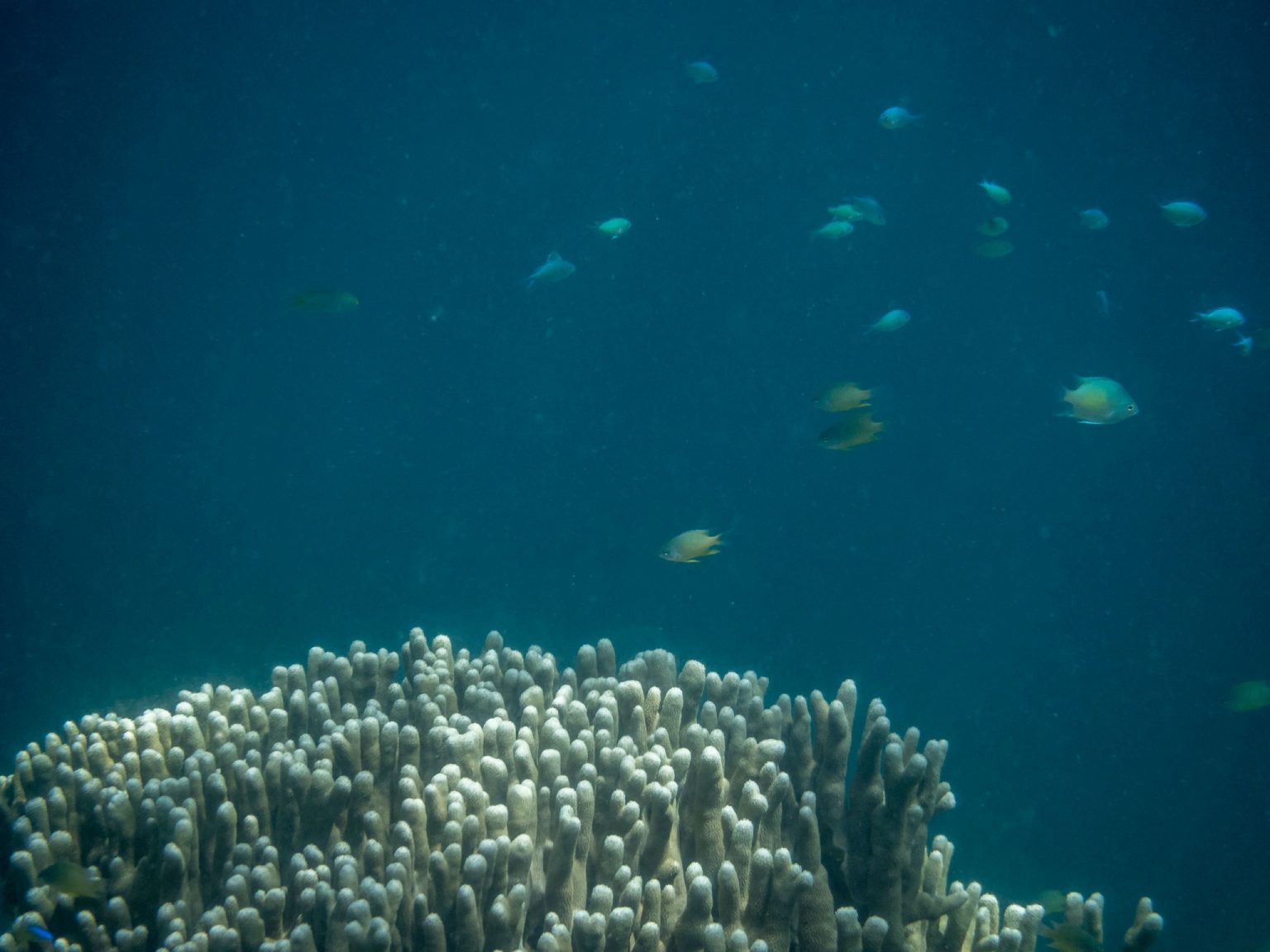PALAU - Exploring Palau's Rock Islands by kayak & snorkeling in a ...