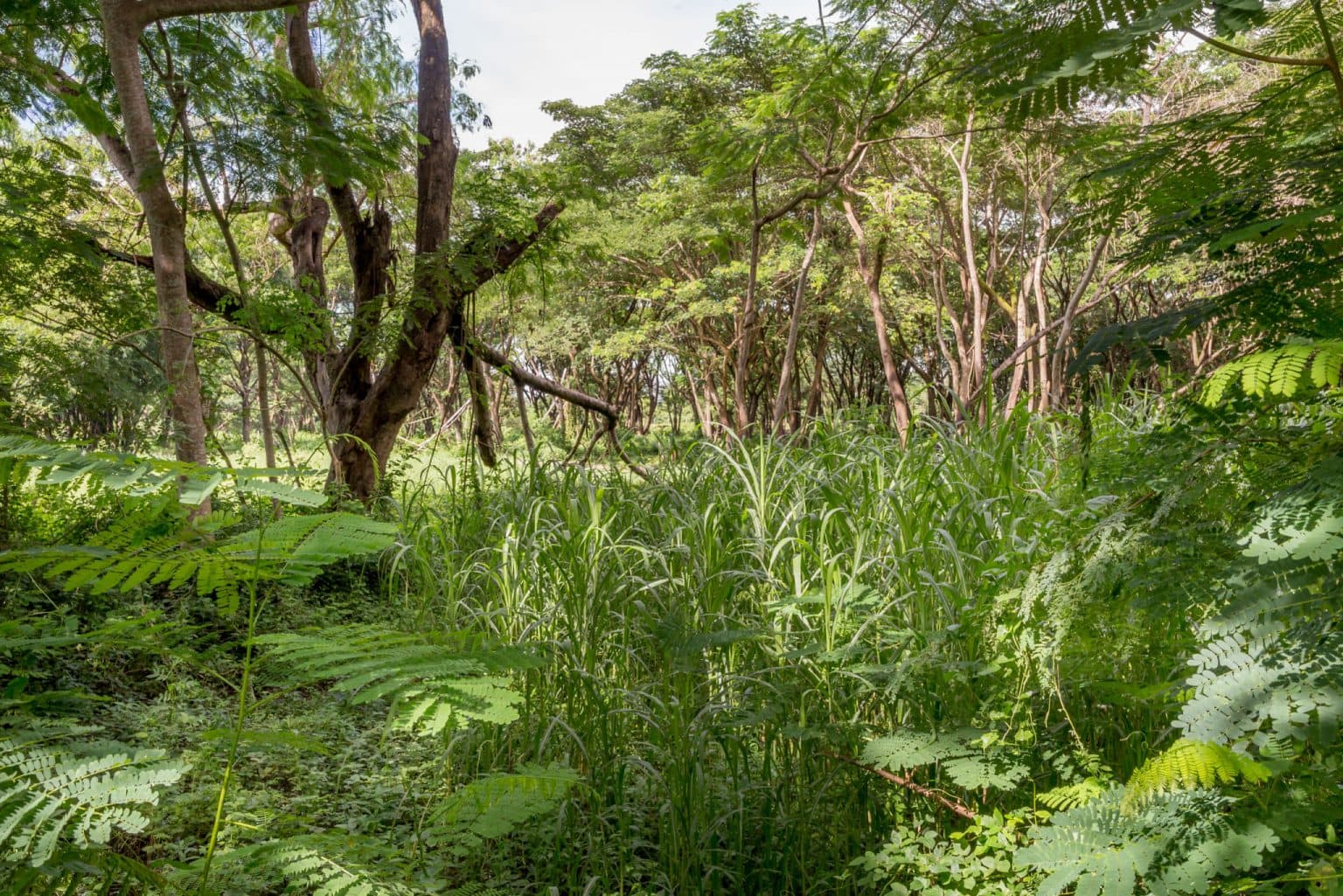 THAILAND - Chiang Rai Elephant Valley camp; a TRUE animal friendly ...