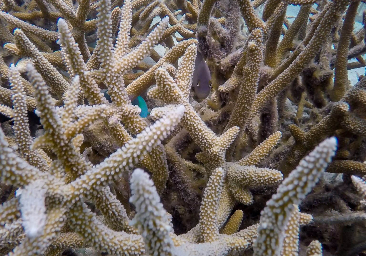 MICRONESIA FSM – Diving & snorkeling on Yap and swimming with sharks ...