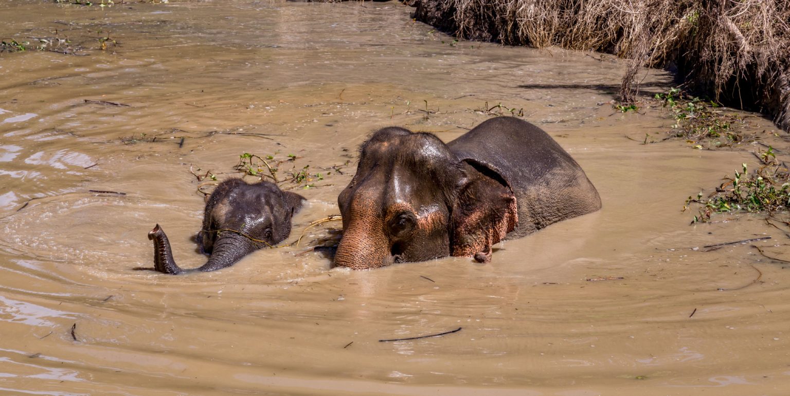 THAILAND - Chiang Rai Elephant Valley camp; a TRUE animal friendly ...