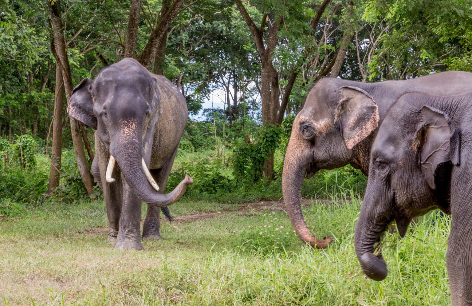 THAILAND - Chiang Rai Elephant Valley camp; a TRUE animal friendly ...