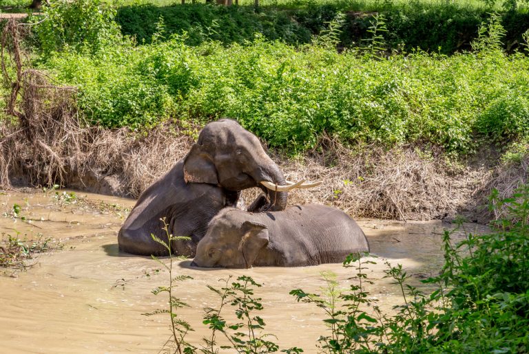 THAILAND - Chiang Rai Elephant Valley camp; a TRUE animal friendly ...