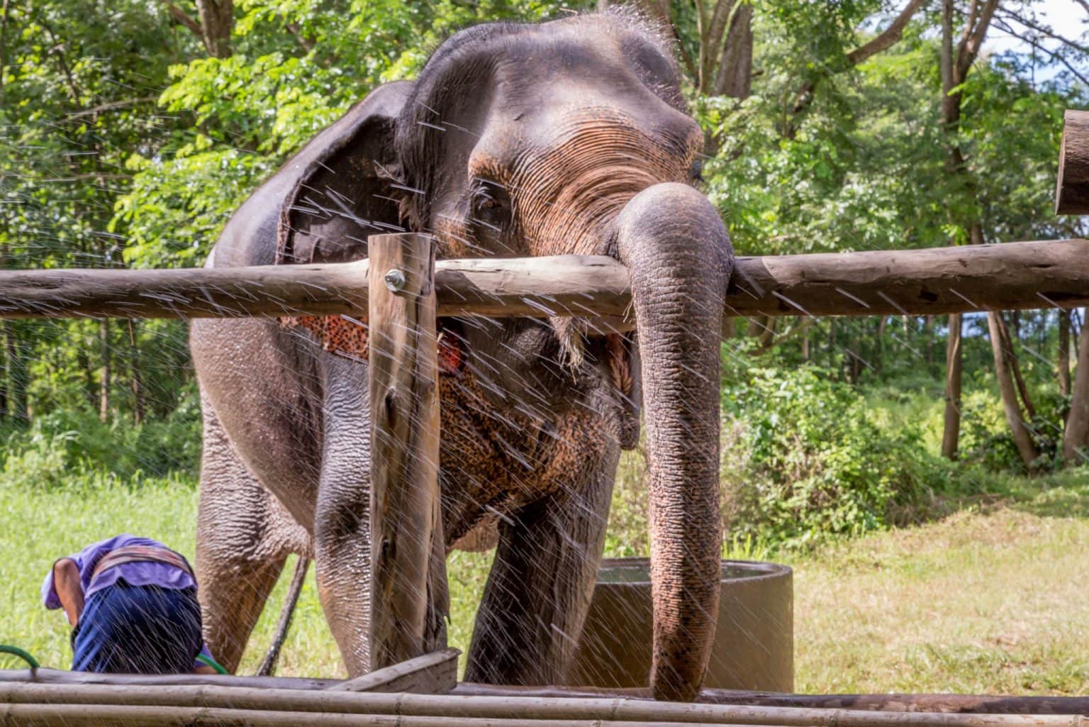 THAILAND - Chiang Rai Elephant Valley camp; a TRUE animal friendly ...
