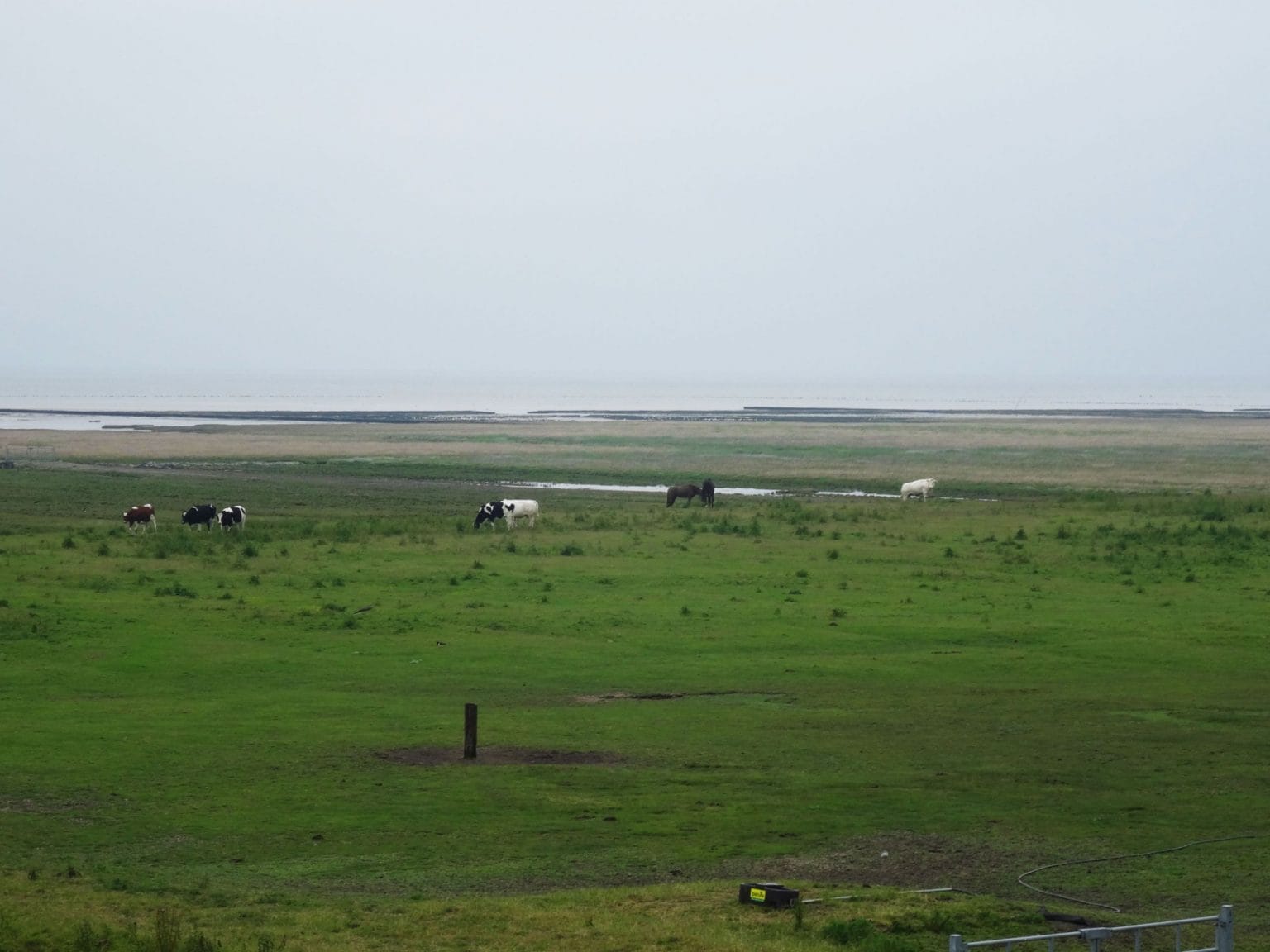 Seals in need and lots of dirty fun at the Waddenzee near Lauwersmeer ...