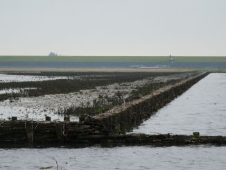 Seals in need and lots of dirty fun at the Waddenzee near Lauwersmeer ...