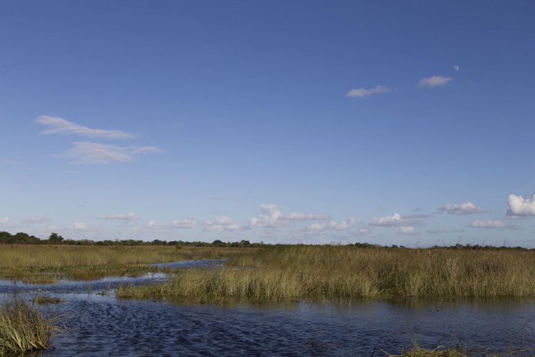 USA - Exploring the Everglades Shark Valley wildlife by bike & air boat ...