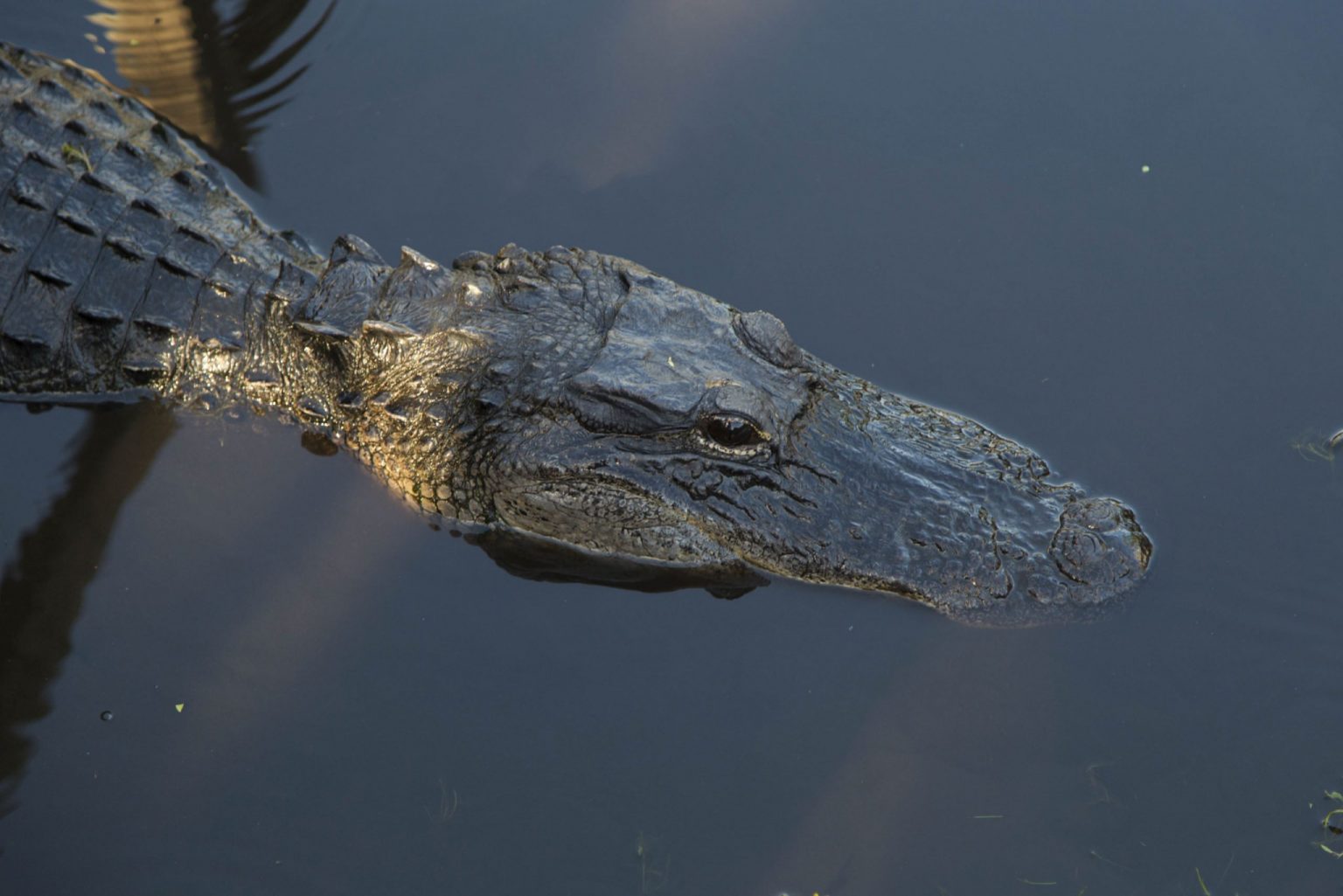 USA - Exploring the Everglades Shark Valley wildlife by bike & air boat ...