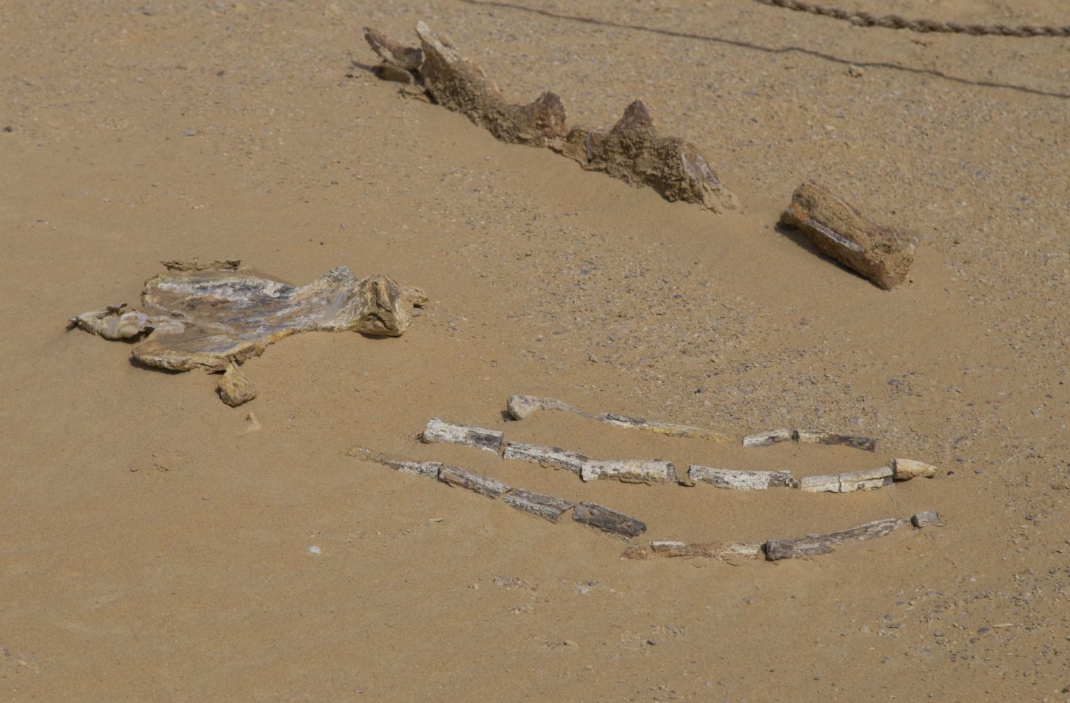 A walk through history at Wadi Al-Hitan Whale Valley - Chris Travel Blog
