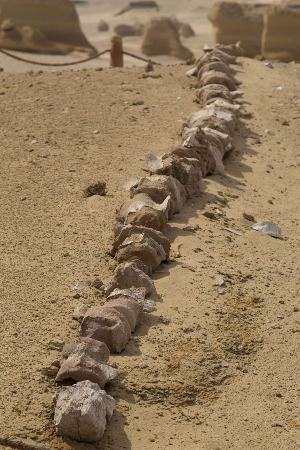A walk through history at Wadi Al-Hitan Whale Valley - Chris Travel Blog