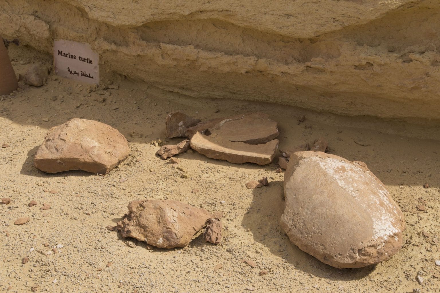 A walk through history at Wadi Al-Hitan Whale Valley - Chris Travel Blog