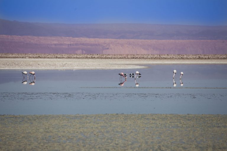 Two Chile salt flats and lunch at 4300m altitude - Chris Travel Blog