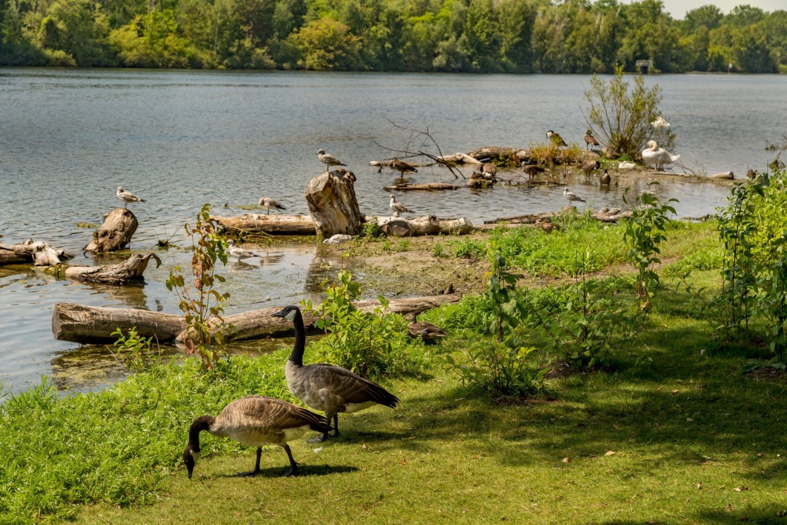 CANADA - A day trip to Toronto Island and the CN Tower – Chris Travel ...