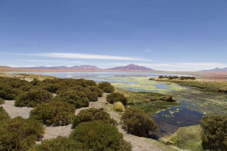 Two Chile salt flats and lunch at 4300m altitude - Chris Travel Blog