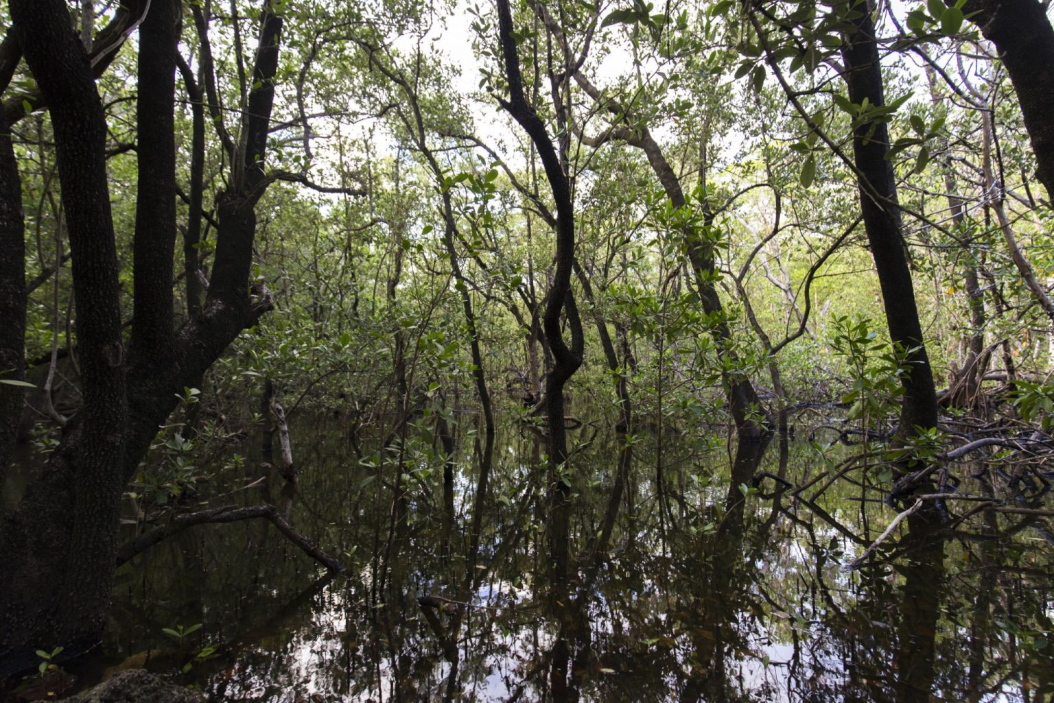 USA - The Florida Keys: Pennekamp Park, Pigeon Key, shooting and the ...