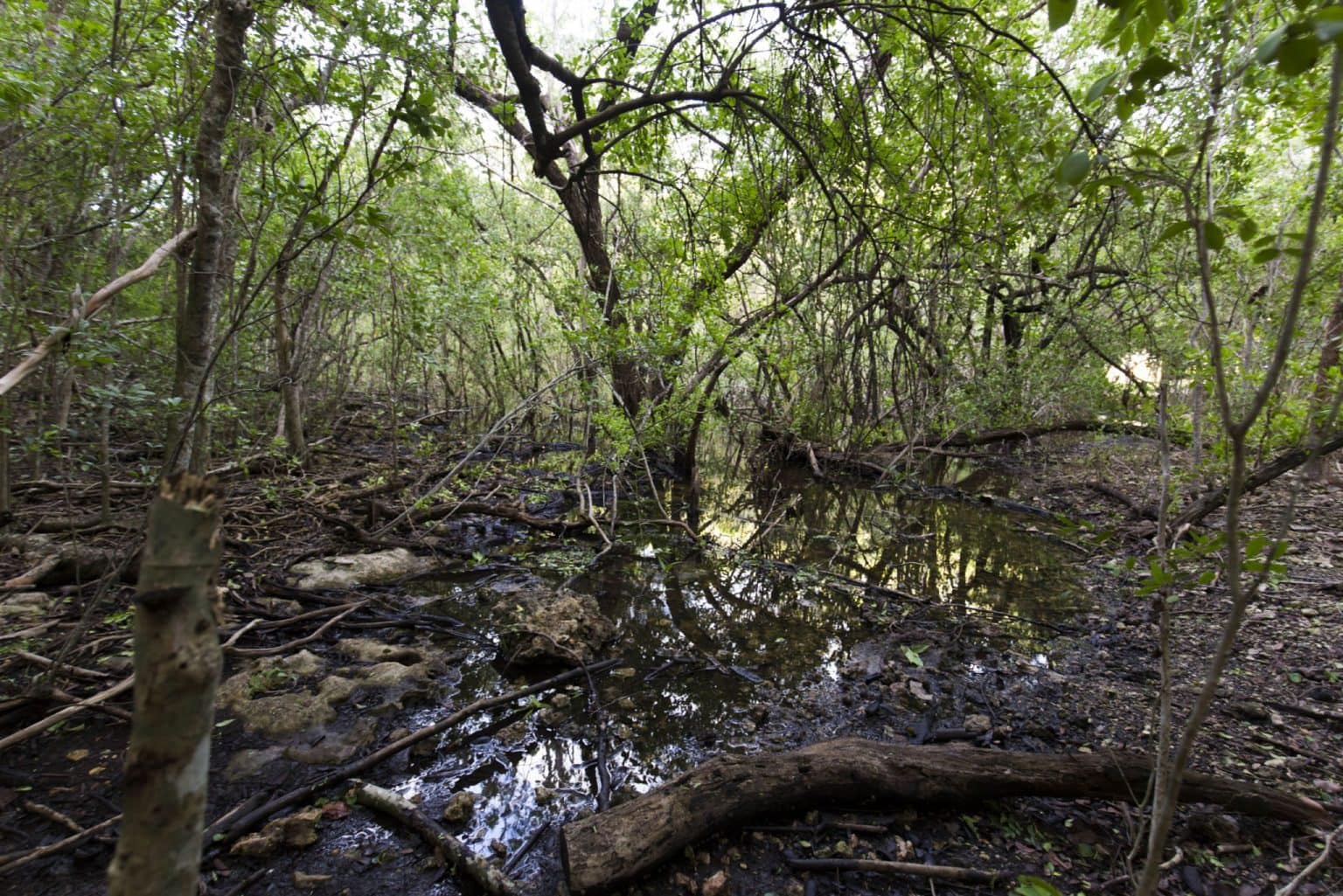 USA - The Florida Keys: Pennekamp Park, Pigeon Key, shooting and the ...
