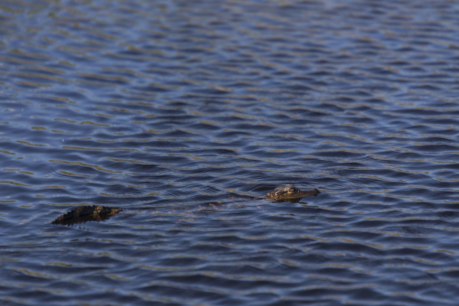 USA - Exploring the Everglades Shark Valley wildlife by bike & air boat ...