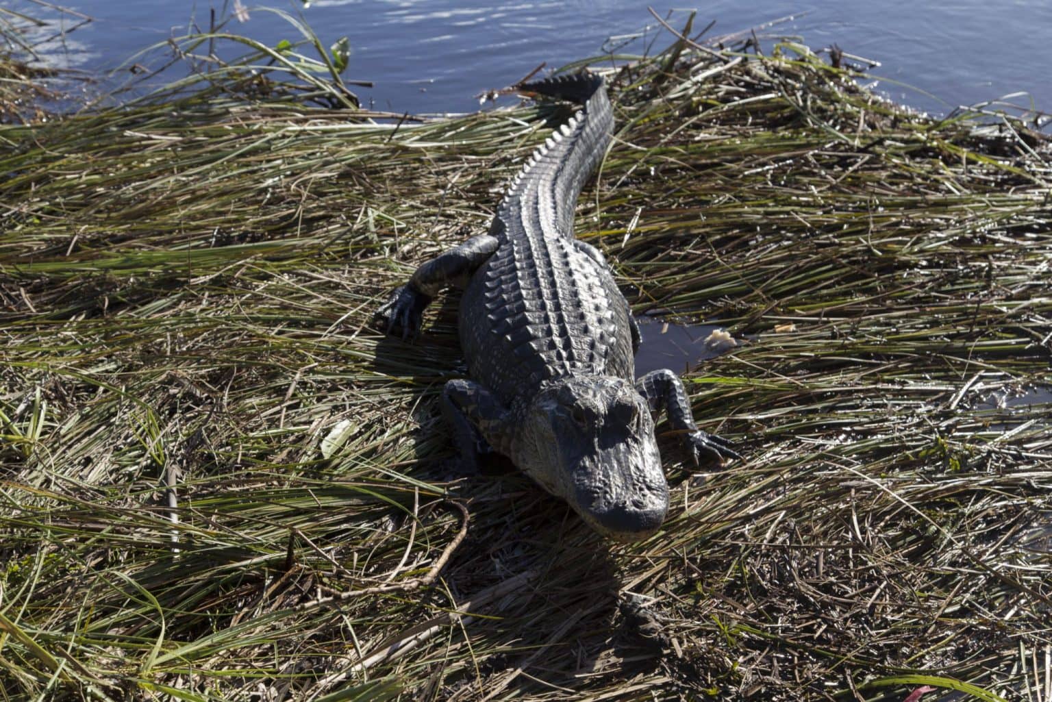 USA - Exploring the Everglades Shark Valley wildlife by bike & air boat ...