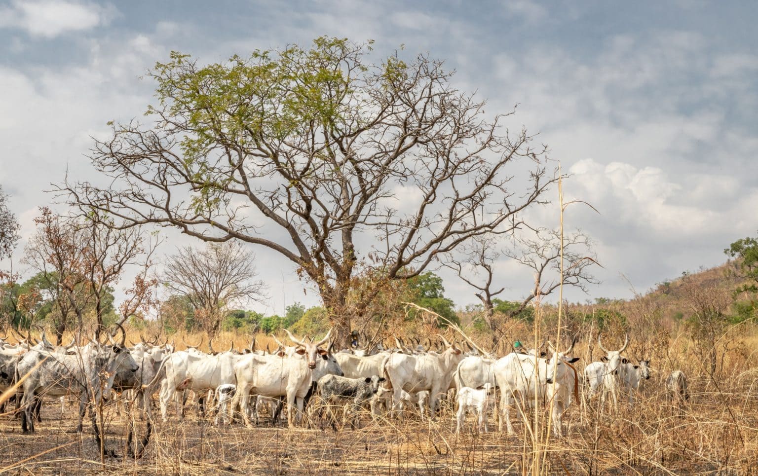 TOGO - Best 10-day itinerary for a road trip from south to north ...