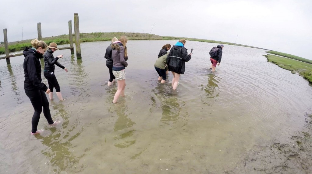 Seals in need and lots of dirty fun at the Waddenzee near Lauwersmeer ...